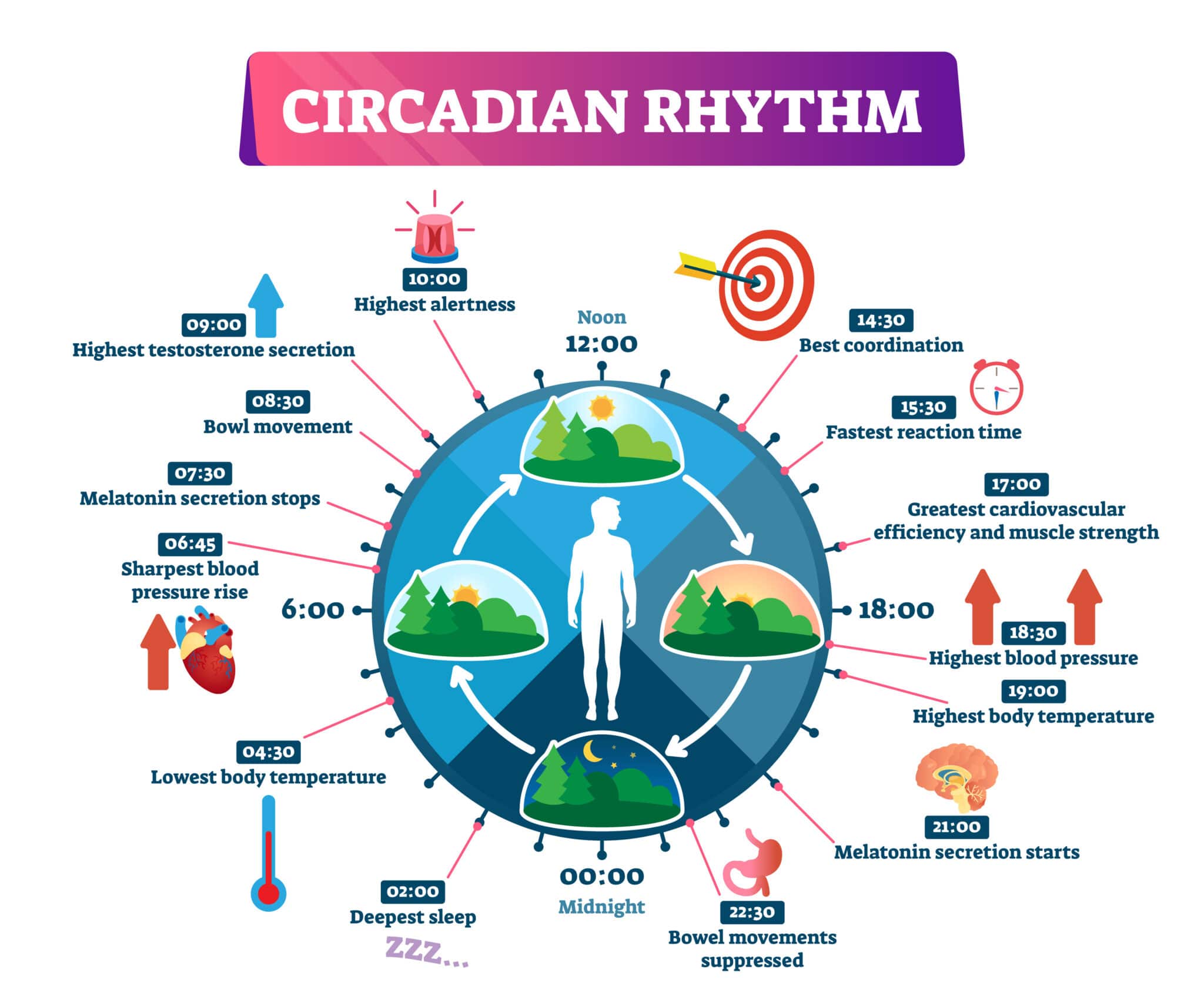 Human Centric Lighting and the Circadian Rhythm - AIS